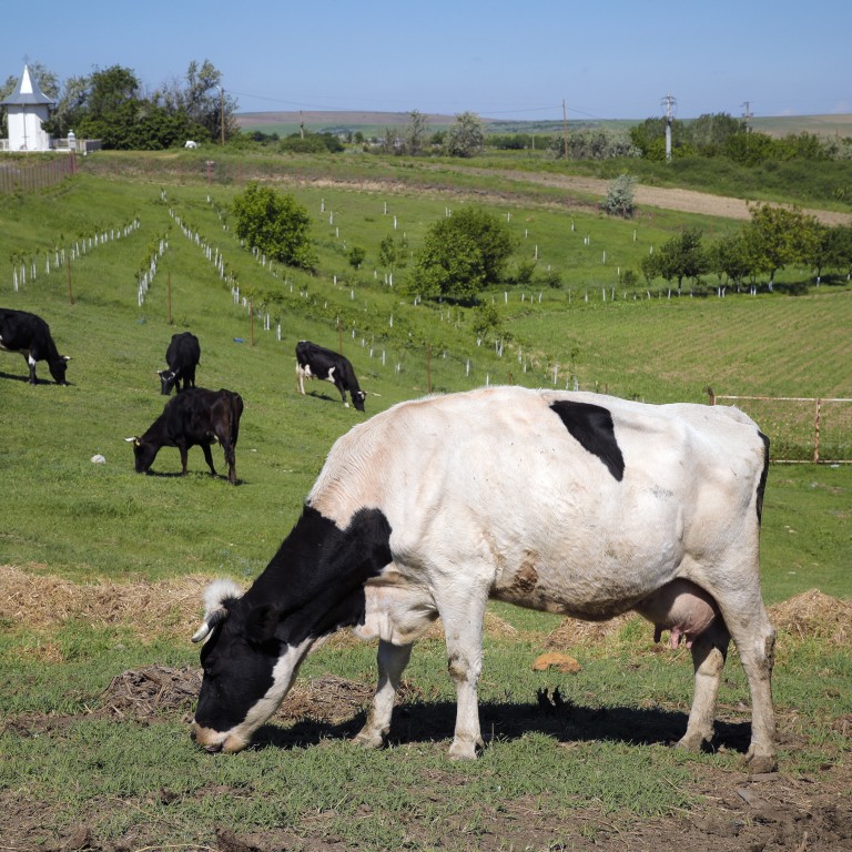 In a world first, Denmark to tax farmers for gassy cows and pigs ...