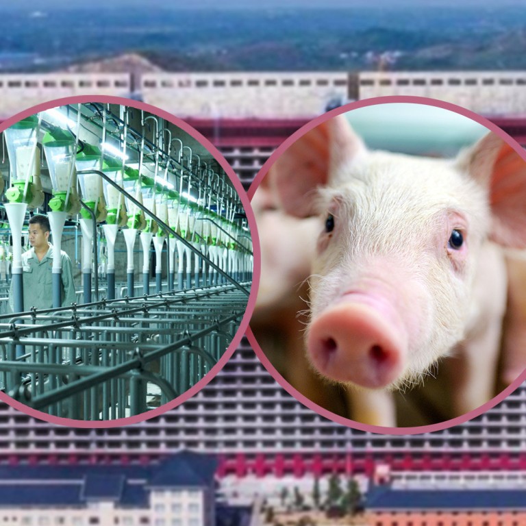 High on the hog: skyscraping hi-tech China swine farm produces 1.2 ...