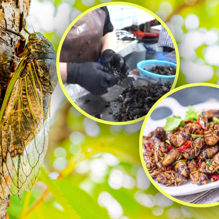 Why cicadas are popular among daring foodies in China and are consumed ...