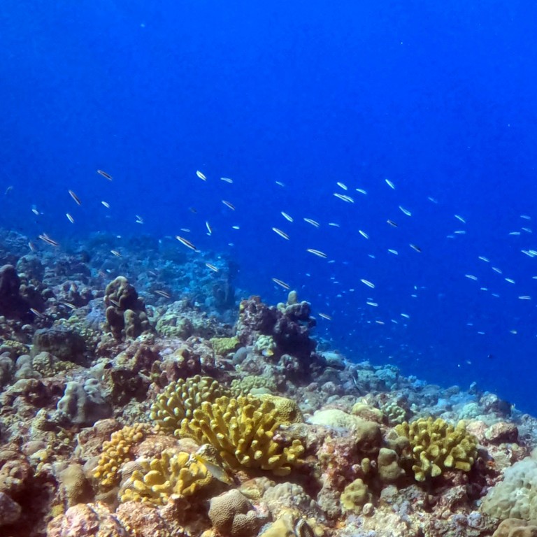 China rates Beijing-controlled Scarborough Shoal healthy in second reef ...