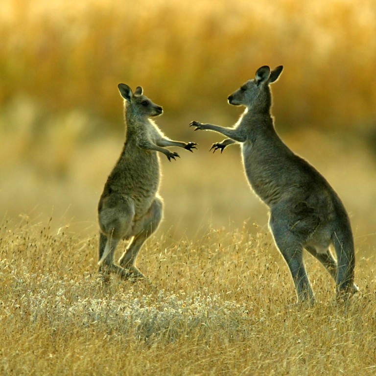 Hong Kong’s CLP Power leaps into Australian market with US$339 million ...