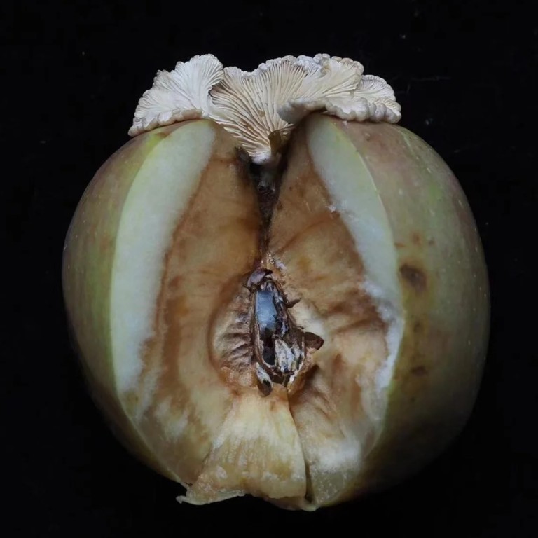 The viral ‘apple fungus’ that’s intriguing the Chinese internet – and ...