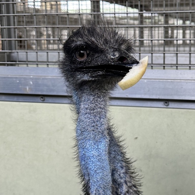 Brushed feathers and tasty fruit: Hong Kong gives first public update ...