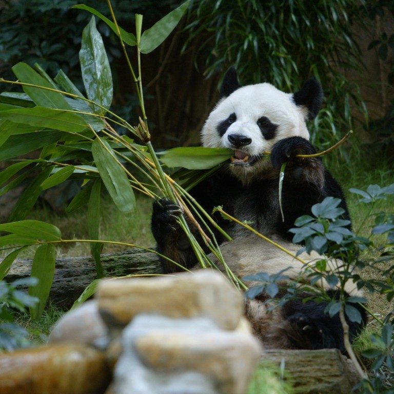 Panda movement study: Hong Kong’s Ocean Park team discovers An An’s ...