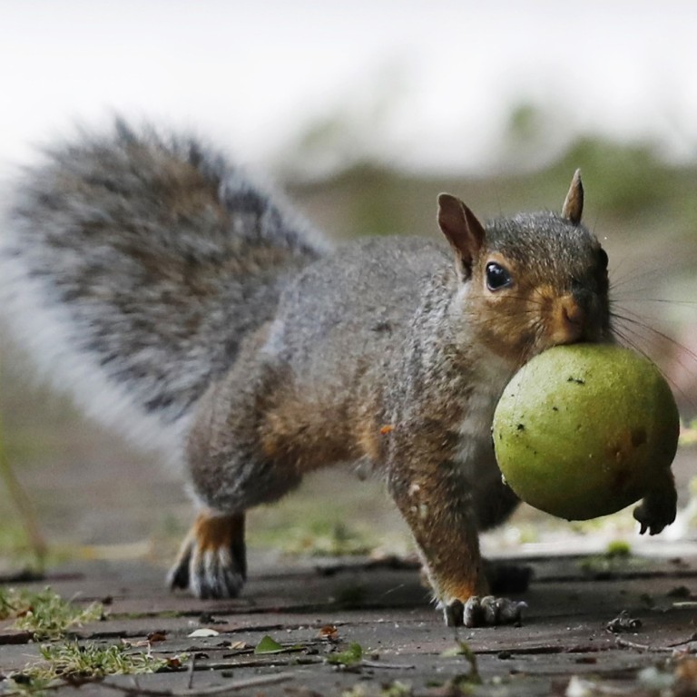 Sticky situation: squirrels are sabotaging US maple syrup operations ...
