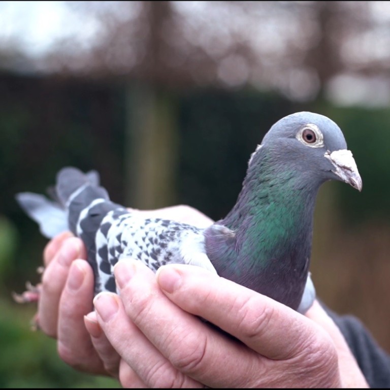 This ‘Lewis Hamilton of pigeons’ just sold for a world record US$1.4 ...