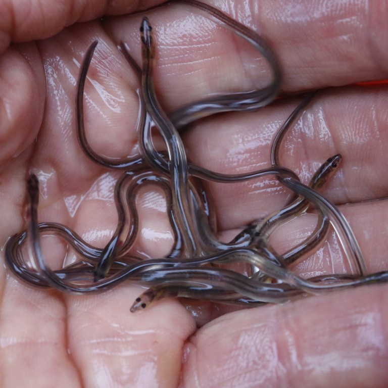How Japan imports baby eels illegally through Hong Kong and Taiwan ...