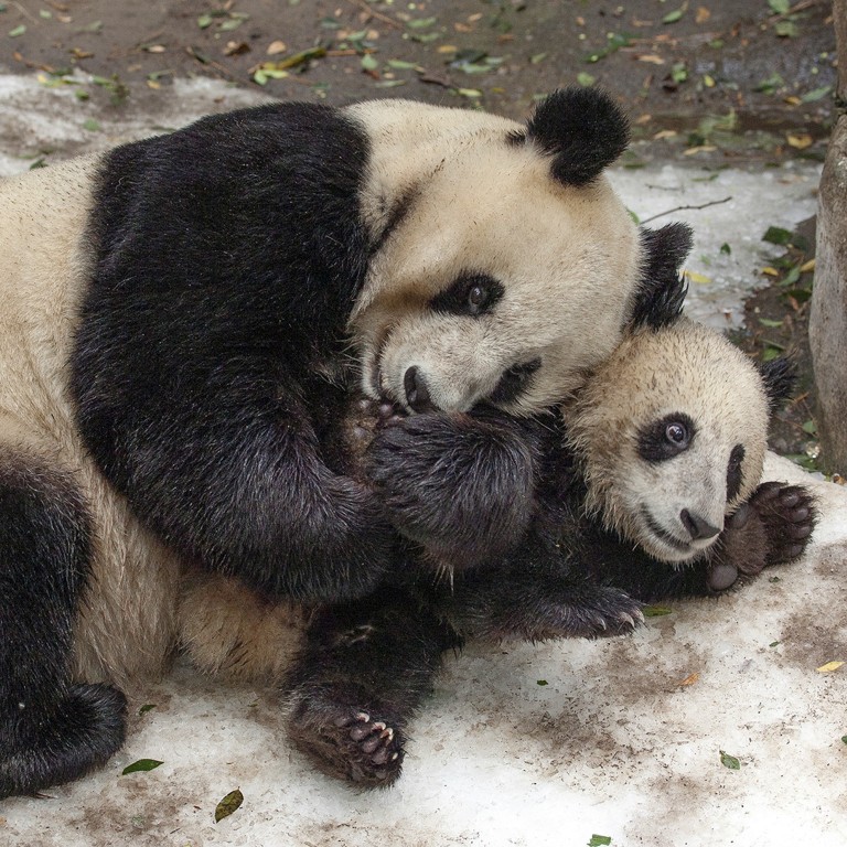 San Diego Zoo to return beloved giant pandas Bai Yun and son Xiao Liwu ...