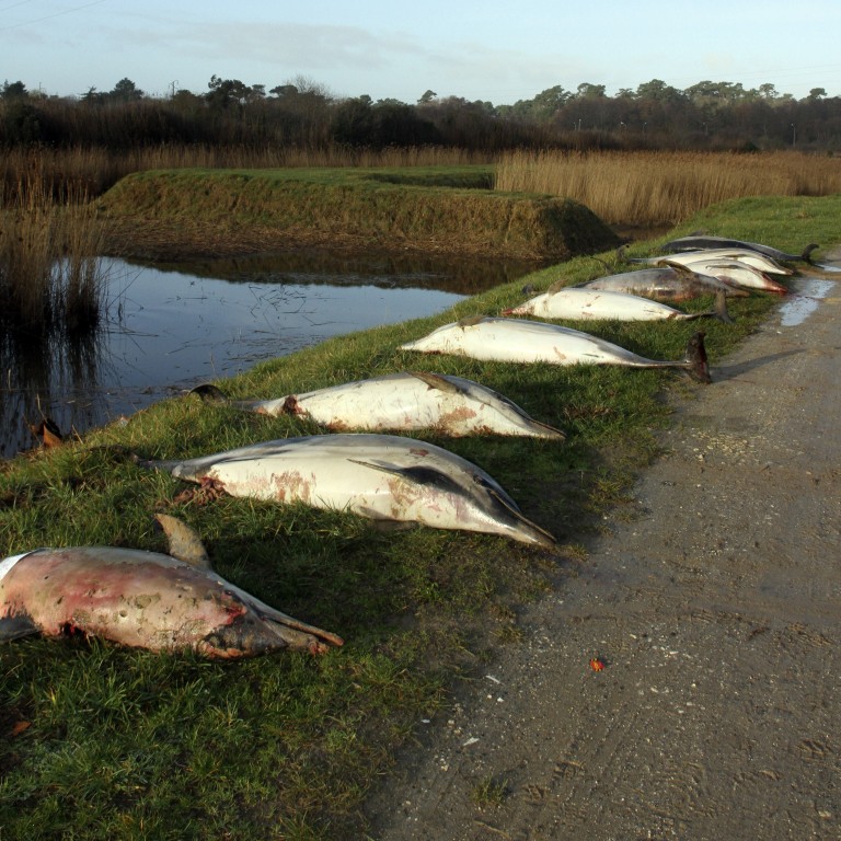 Gruesome mystery as 1,100 dead dolphins, many mutilated and finless ...