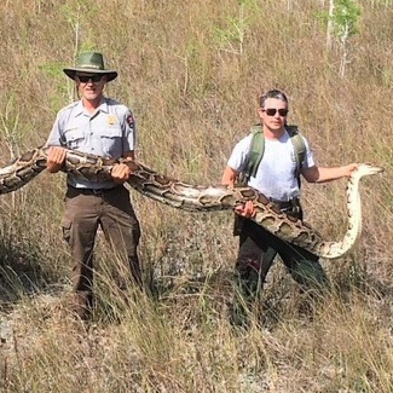Snake hunters capture largest python in Florida Everglades by attaching ...