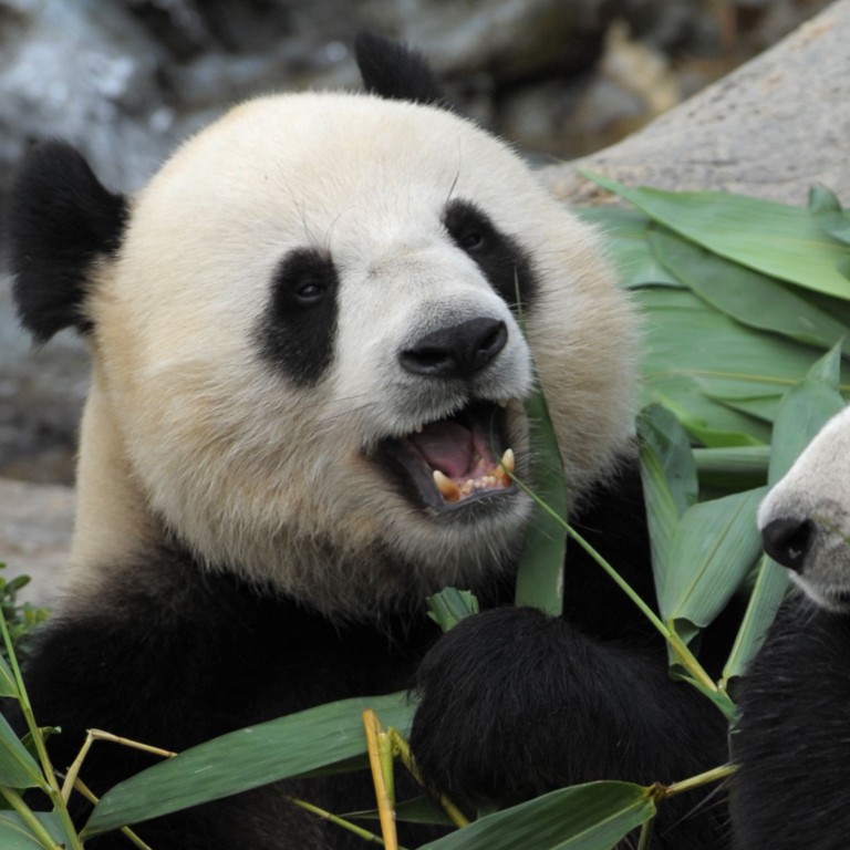 Chinese pandas welcomed by Denmark’s queen to new US$24 million yin ...