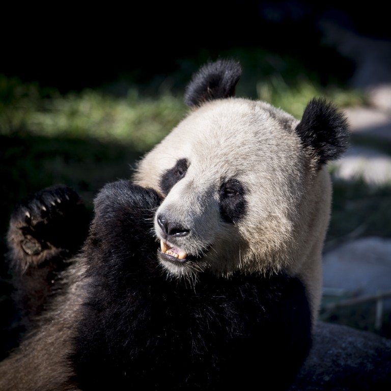 Chinese pandas welcomed by Denmark’s queen to new US$24 million yin ...