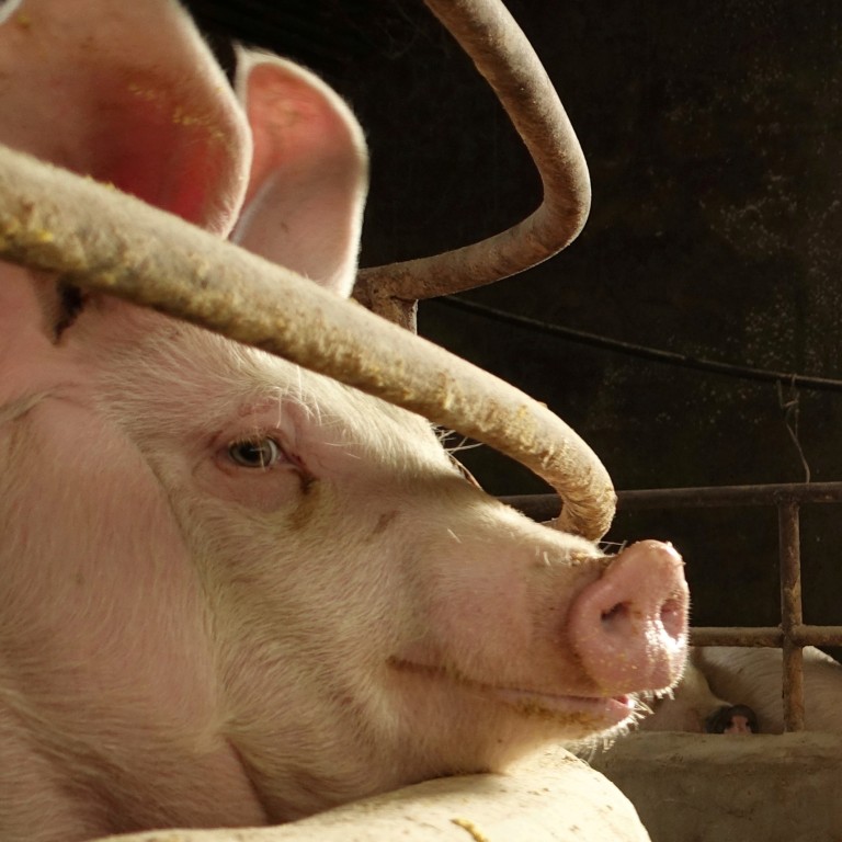 ‘What makes an animal alive?’: scientists revive brain function in dead ...