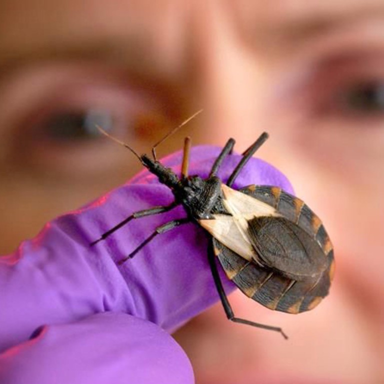 Watch out, these bloodsucking ‘kissing bugs’ are on the march – and ...