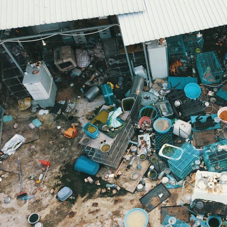 Decomposing bodies of dogs and cats found at New Territories animal ...