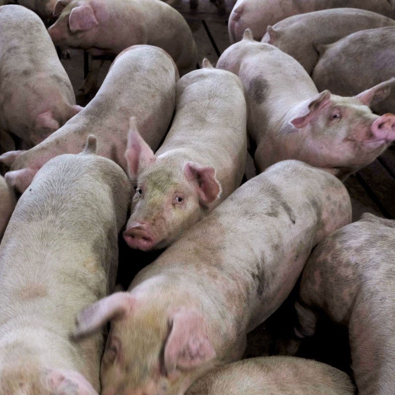 Canadian pork exports to China soar thanks to swine flu fears and ...