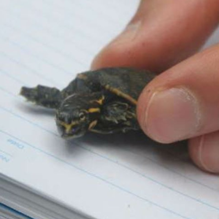 New Jersey man gets two years probation for role in turtle smuggling ...