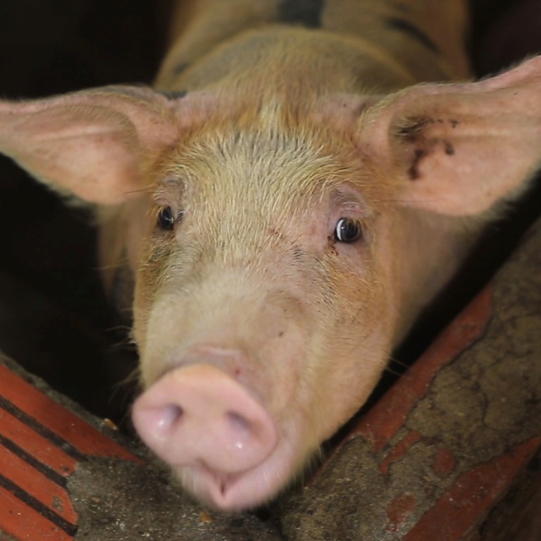 Millions of pigs in Asia culled, as swine fever outbreak spreads across ...