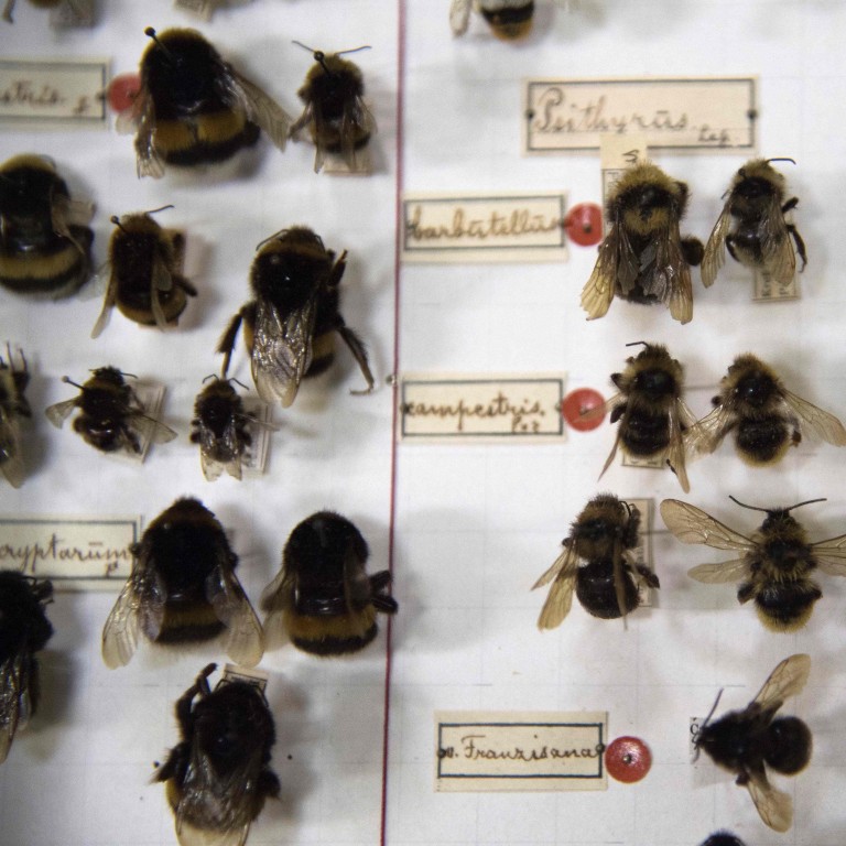 Insect apocalypse: pesticides, fertilisers and habitat loss blamed for ...