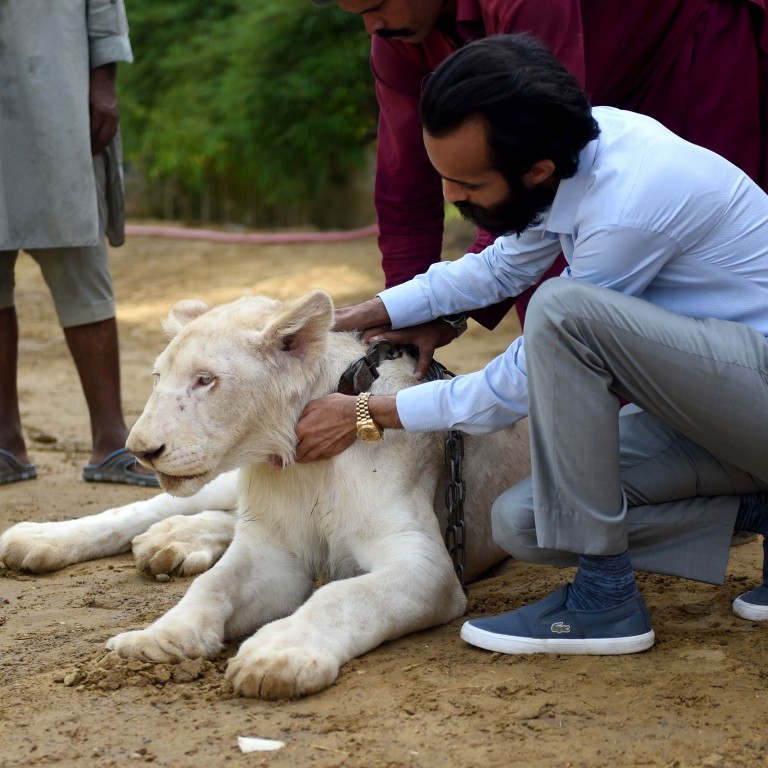 In Pakistan, rich city dwellers flaunt their wealth by keeping lions ...