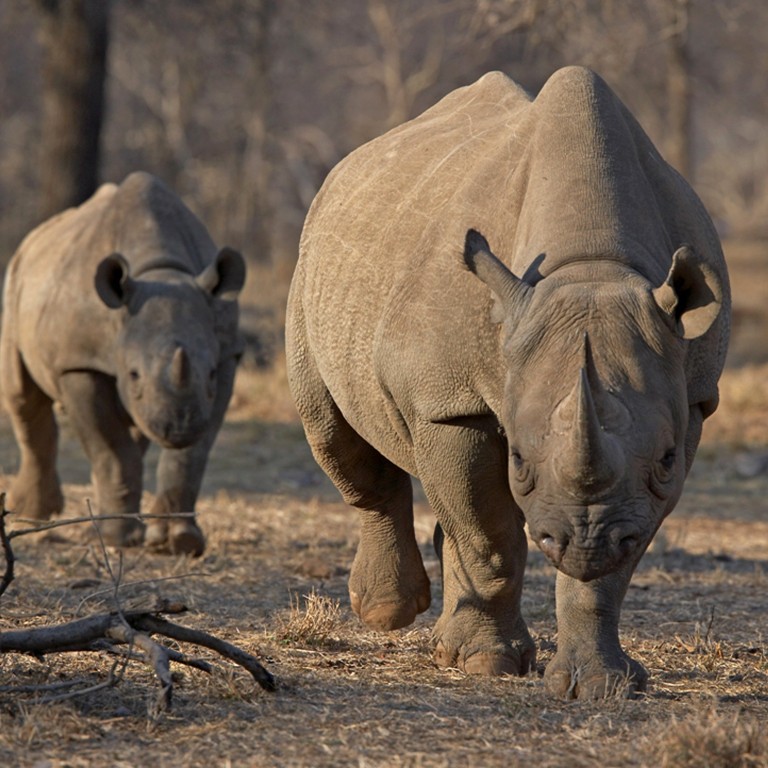 Endangered black rhinos come to the bond market in the world’s first ...