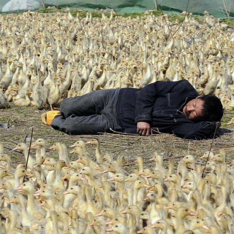 China’s duck farmers are cashing in as African swine fever outbreak ...