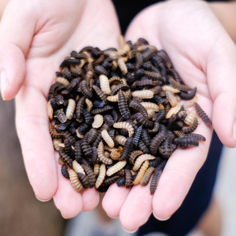 These insects are helping Singapore save the planet | South China ...