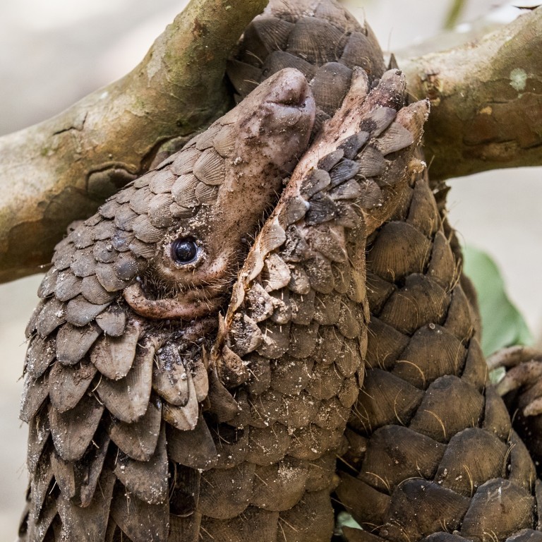 Pangolin use in TCM unacceptable, say most Hong Kong people in Chinese ...