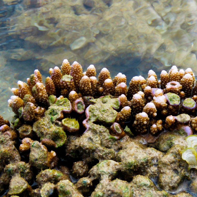 Why climate change damages coral and how Indian scientists restock ...