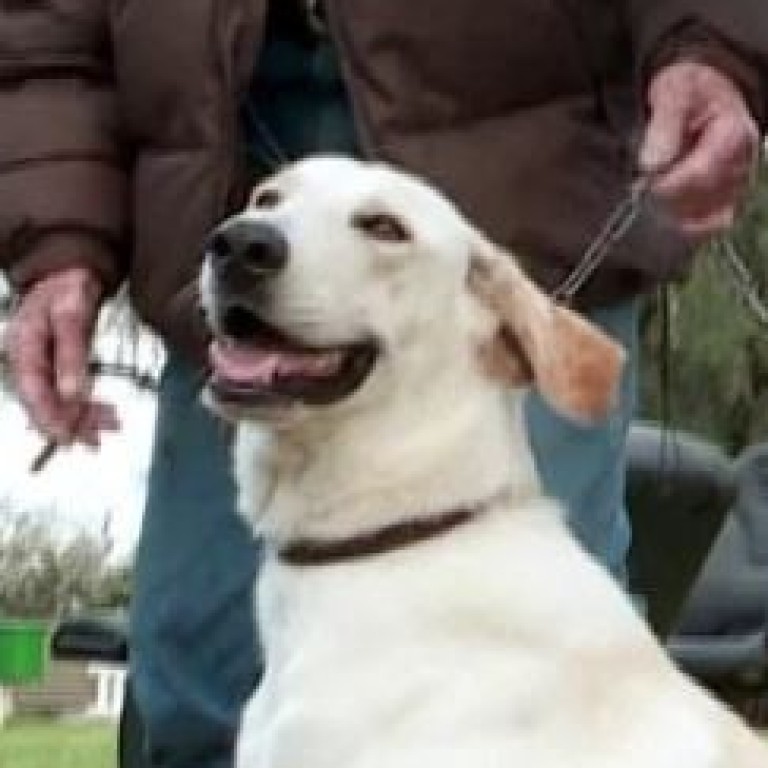 Excitable Labrador puppy ‘shoots’ woman in leg with handgun | South ...