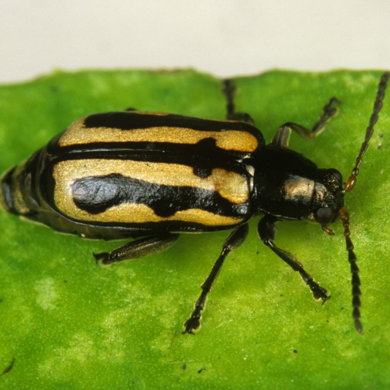 How China is breeding a beetle army to defend the Three Gorges Dam from ...