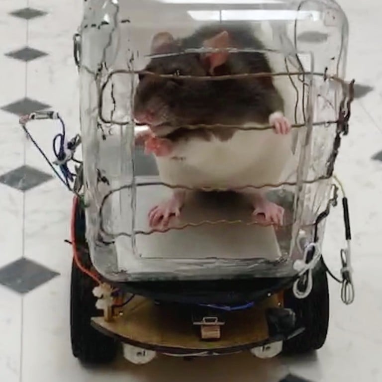 Rats trained to drive tiny cars find it relaxing, scientists report ... Rats trained to drive tiny cars find it relaxing, scientists report ...