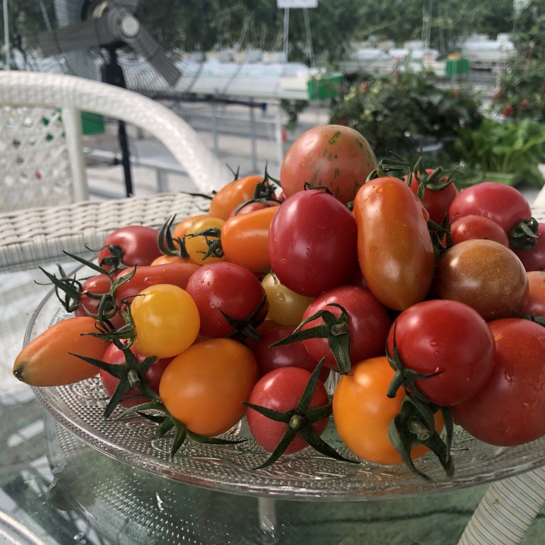 This smart farm in Wuzhen is producing tomatoes that get tender-loving ...