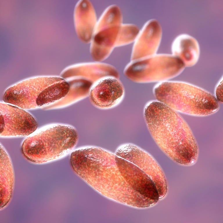 Two pneumonic plague cases confirmed in Chinese villagers | South China ... Two pneumonic plague cases confirmed in Chinese villagers | South China ...