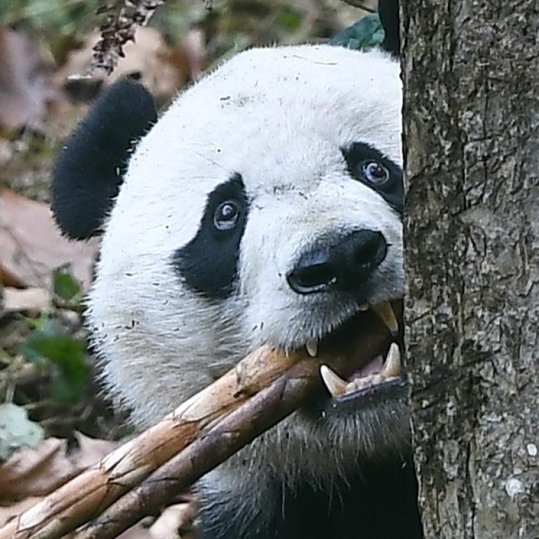Bei Bei back in China, but can Washington’s home-grown panda get used ...