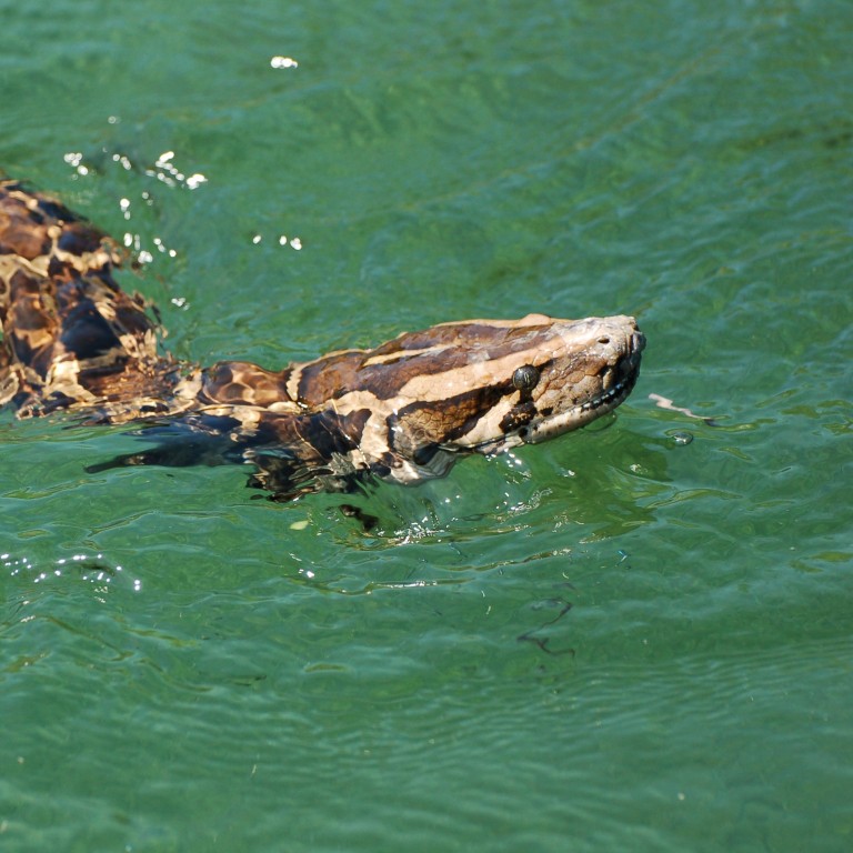The epic battle to rid Florida's Everglades of invasive Burmese pythons ...