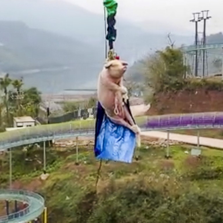 Chinese theme park’s bungee-jumping pig stunt sparks anger on social ...