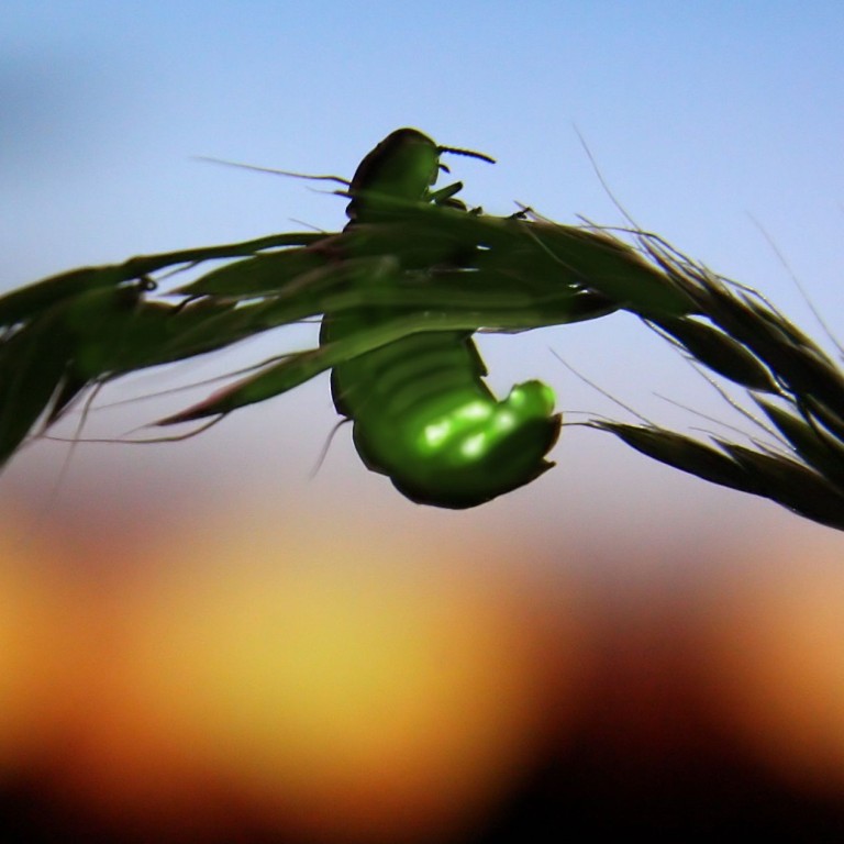 Blinded by the light, firefly species face extinction | South China ...
