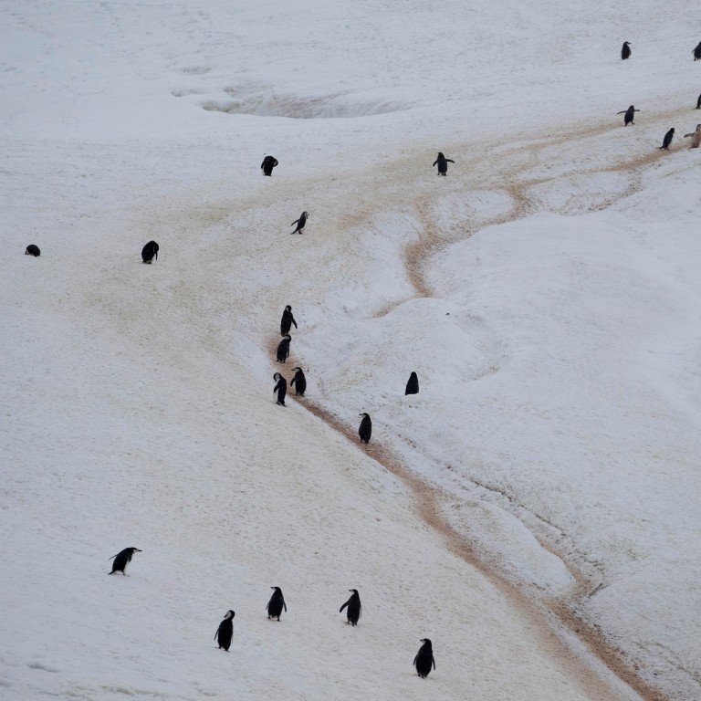 Letter | Climate change is killing penguins: why the world needs to ...