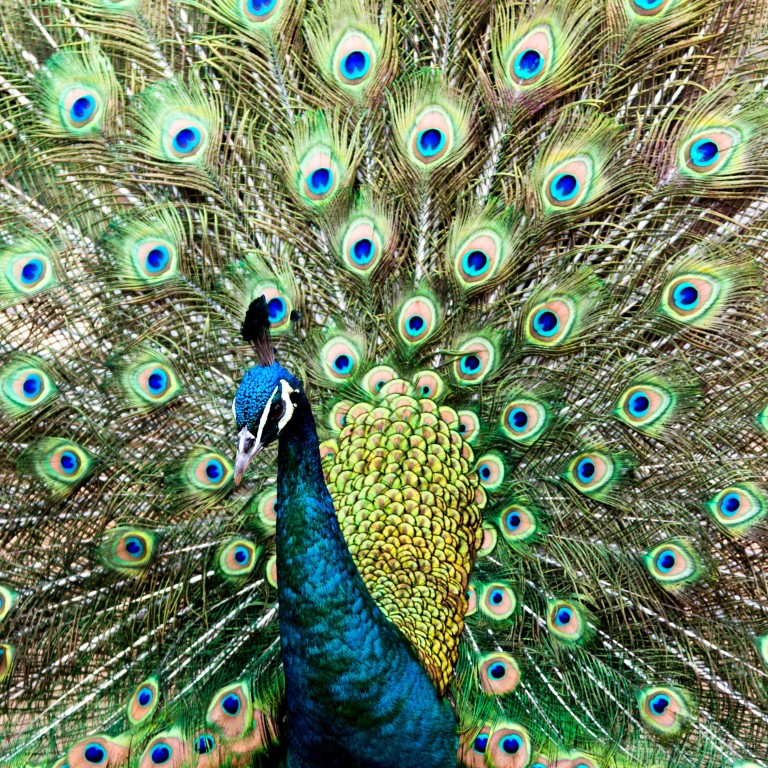 World watches China conservation battle as rare green peacock wins ...