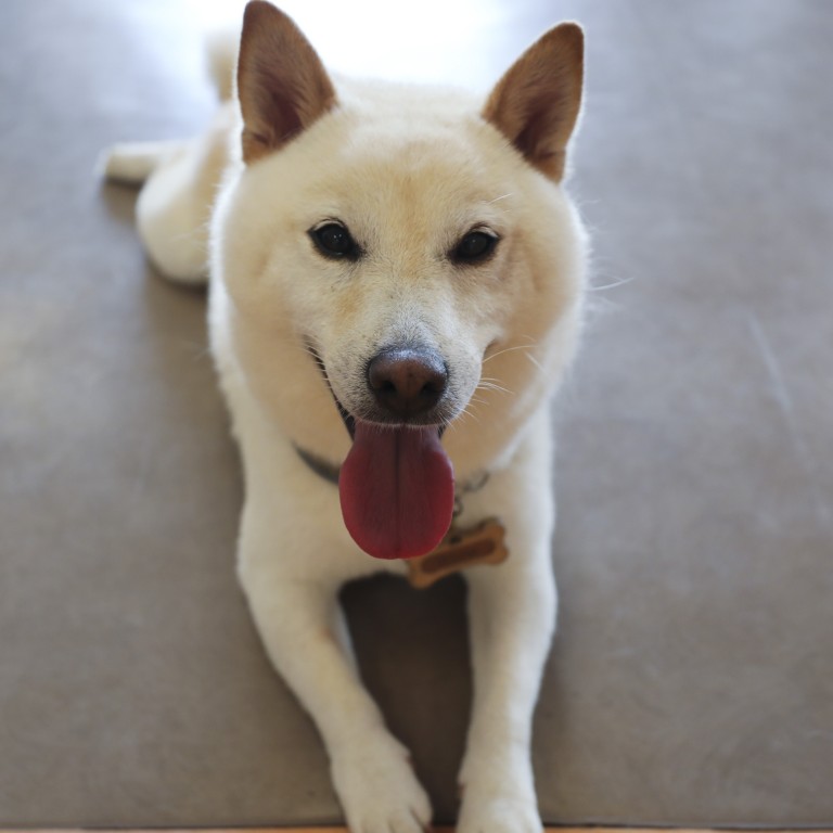 Gohan the therapy dog helps Hong Kong University of Science and ...
