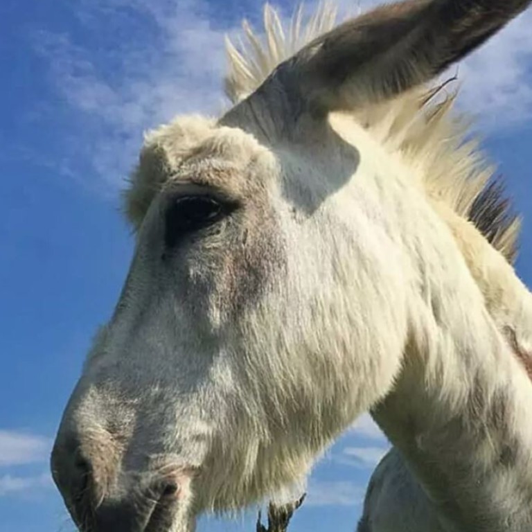 No joke, you can hire this donkey to crash a Zoom meeting | South China ...