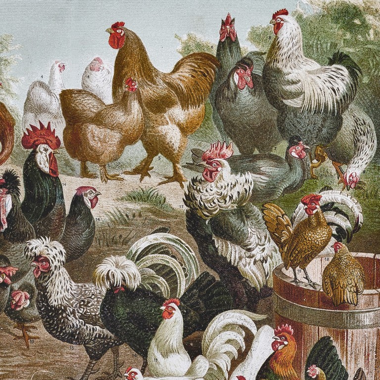History of chickens: how the bird became world’s primary protein source ...