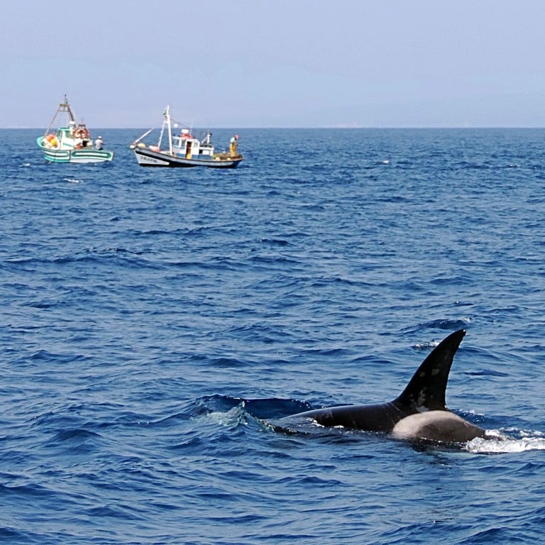 Researchers puzzled by ‘crazy’ killer whales attacking boats near Spain ... Researchers puzzled by ‘crazy’ killer whales attacking boats near Spain ...