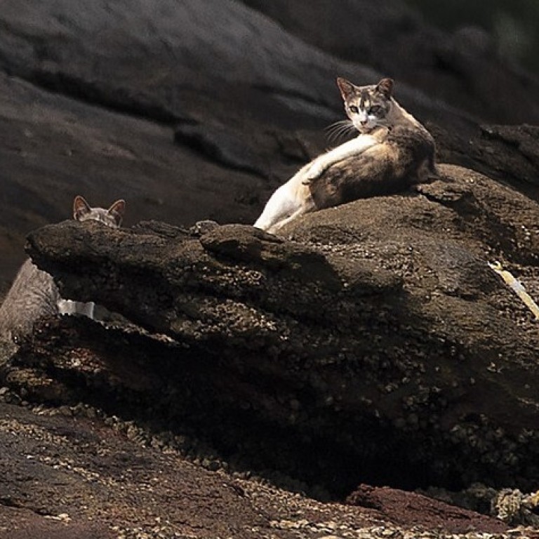 After coronavirus pandemic hit, Brazil island became land of ‘cannibal ...