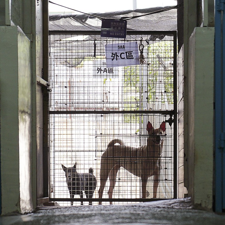 More animals dumped, abused amid Covid-19 pandemic in Hong Kong as ...