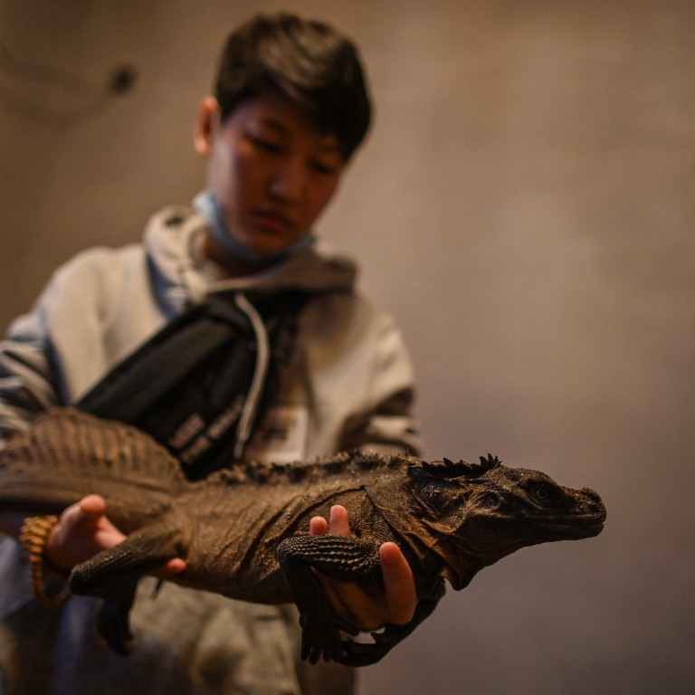 Raccoons to snakes: Chinese pet lovers embrace animal cafes in Shanghai ...