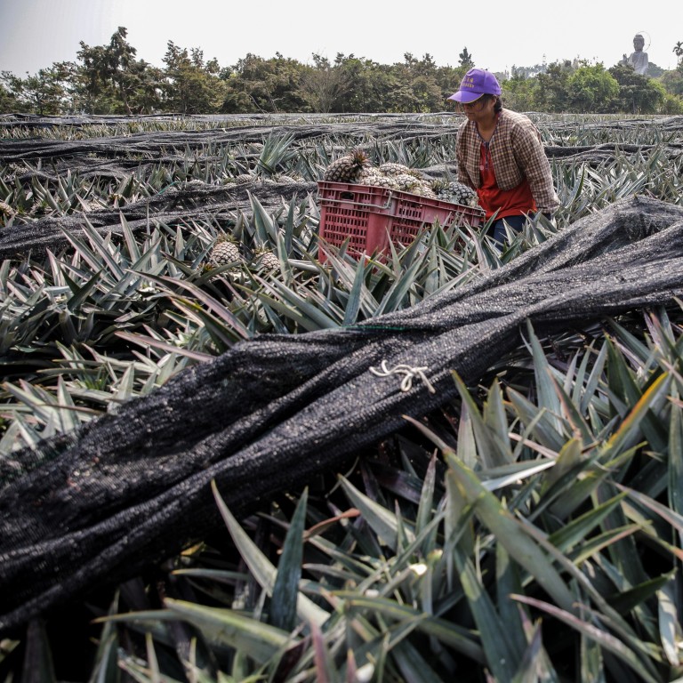 After the pineapple ban, will Beijing’s sweeteners tempt Taiwan’s ...