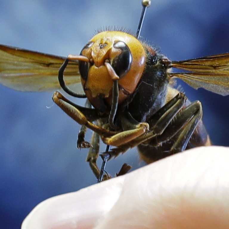 Scientists in US and Canada set to battle ‘murder hornets’ | South ...
