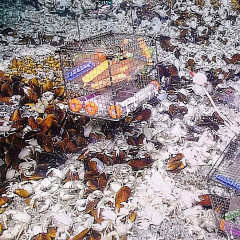 Up from the deep: meet the marine bacteria that feed on DNA | South ...